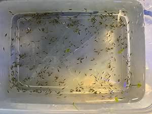 Amazon.com: 500+ Live Scuds aka Gammarus Shrimp for Freshwater Aquarium ...