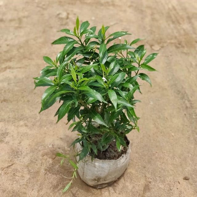 Dwarf Chandni (colour) in 5 Inch Nursery Plant : Amazon.in: Garden ...