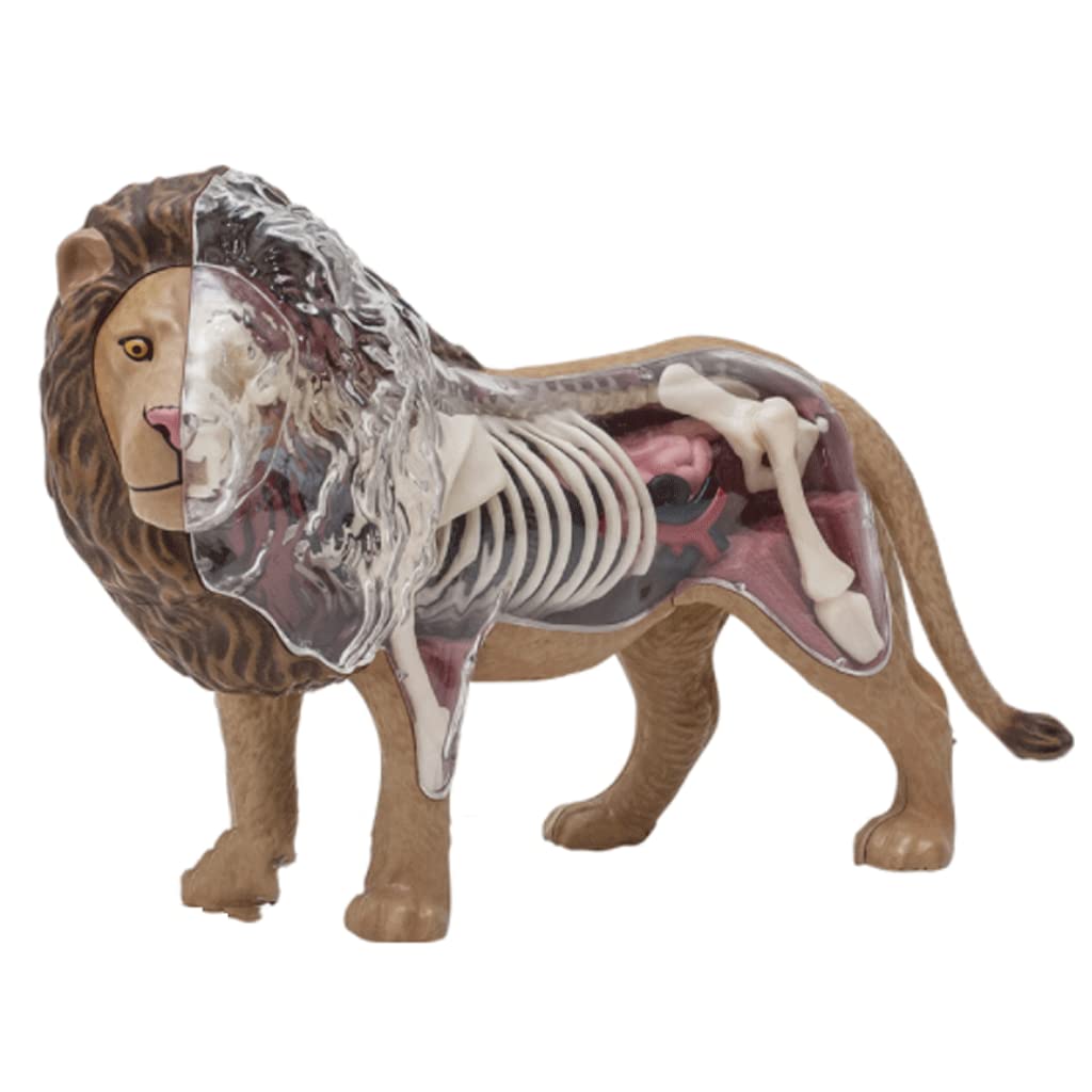 Marine Biology Kit 4D MASTER Farm Animal Anatomy Model For SPM ...