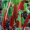 Rhubarb Timperley Early | Vegetable Crowns Grow Your Own | Ready to ...