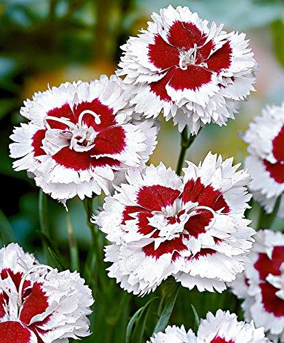 Golden Hills Farm® (AVG 100-1000) seeds Dianthus Plumarius Flower Seeds ...
