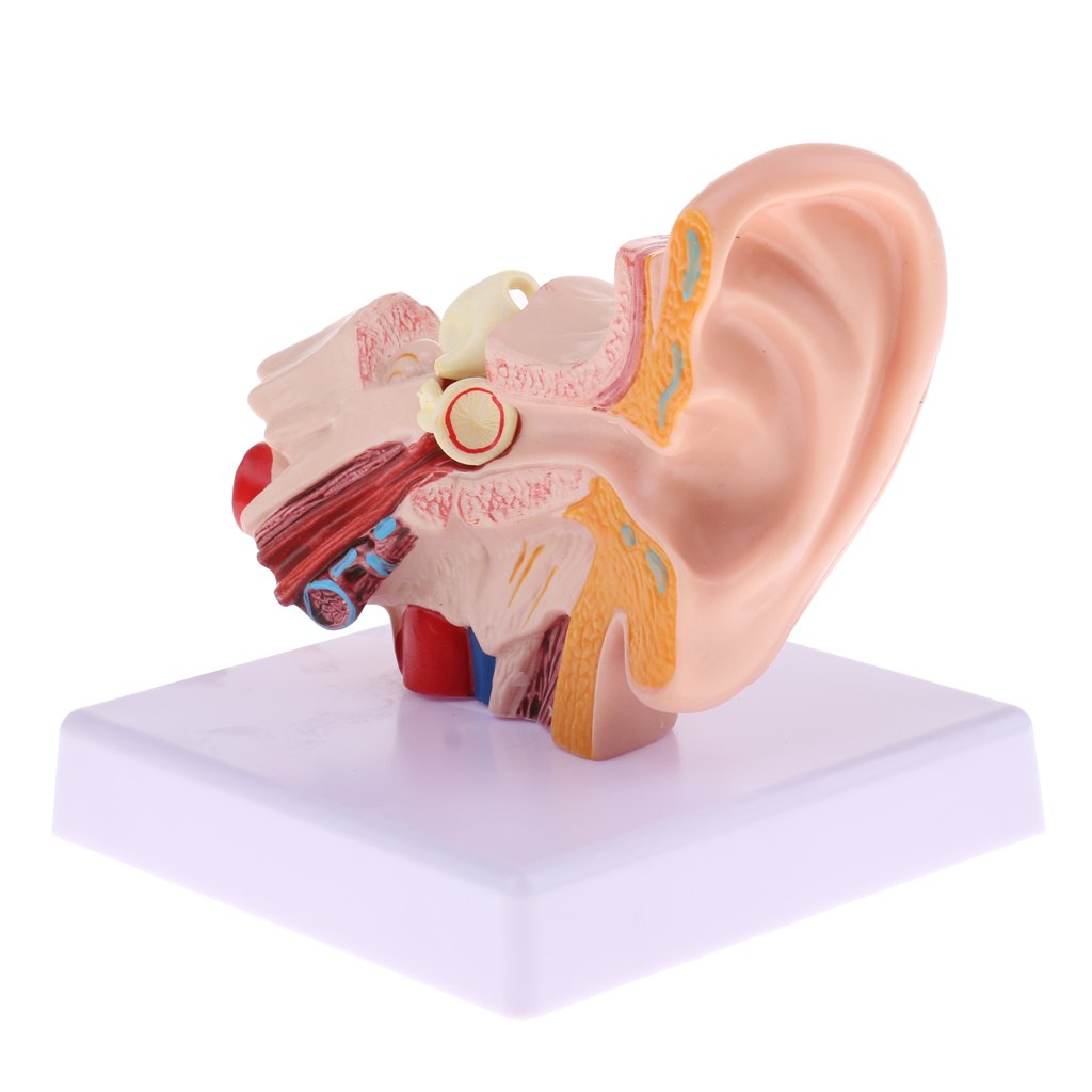 Buy Human Ear Model | 1.5 Times Life-Size Model with 3 Parts Showing ...