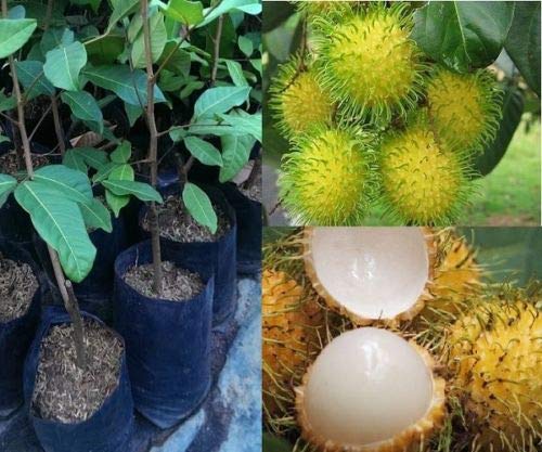 Arlo Fruit Live Plant - Dwarf Rare " Yellow Rambutan " Plant (1 Grafted ...