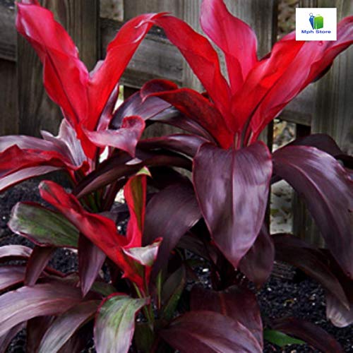 Mphmi Dracaena Mysore Ruby, Dracaena Baby Doll - Plant : Amazon.in ...