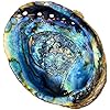 Amazon.com: Hand Selected Abalone Shell, 6 Inches or Larger. Perfect ...