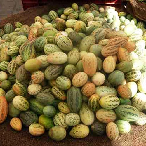 Modern Plants Live Kachri/Wild Melon/Small gourd/Wild Musk Melon Vine ...