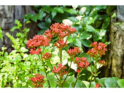 OjOrey Kalanchoe(calanchu) Flower Plant : Amazon.in: Garden & Outdoors