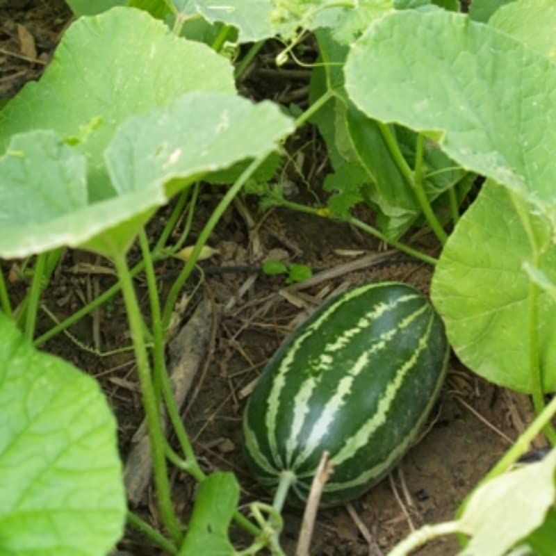 Amazon.com : 30 Thai Melon Seeds, Long Musk Melon Seeds : Patio, Lawn ...