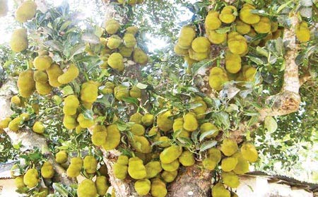 Arlo Dwarf Rare Fruit Live Plant - ' ALL SEASON ' Artocarpus ...