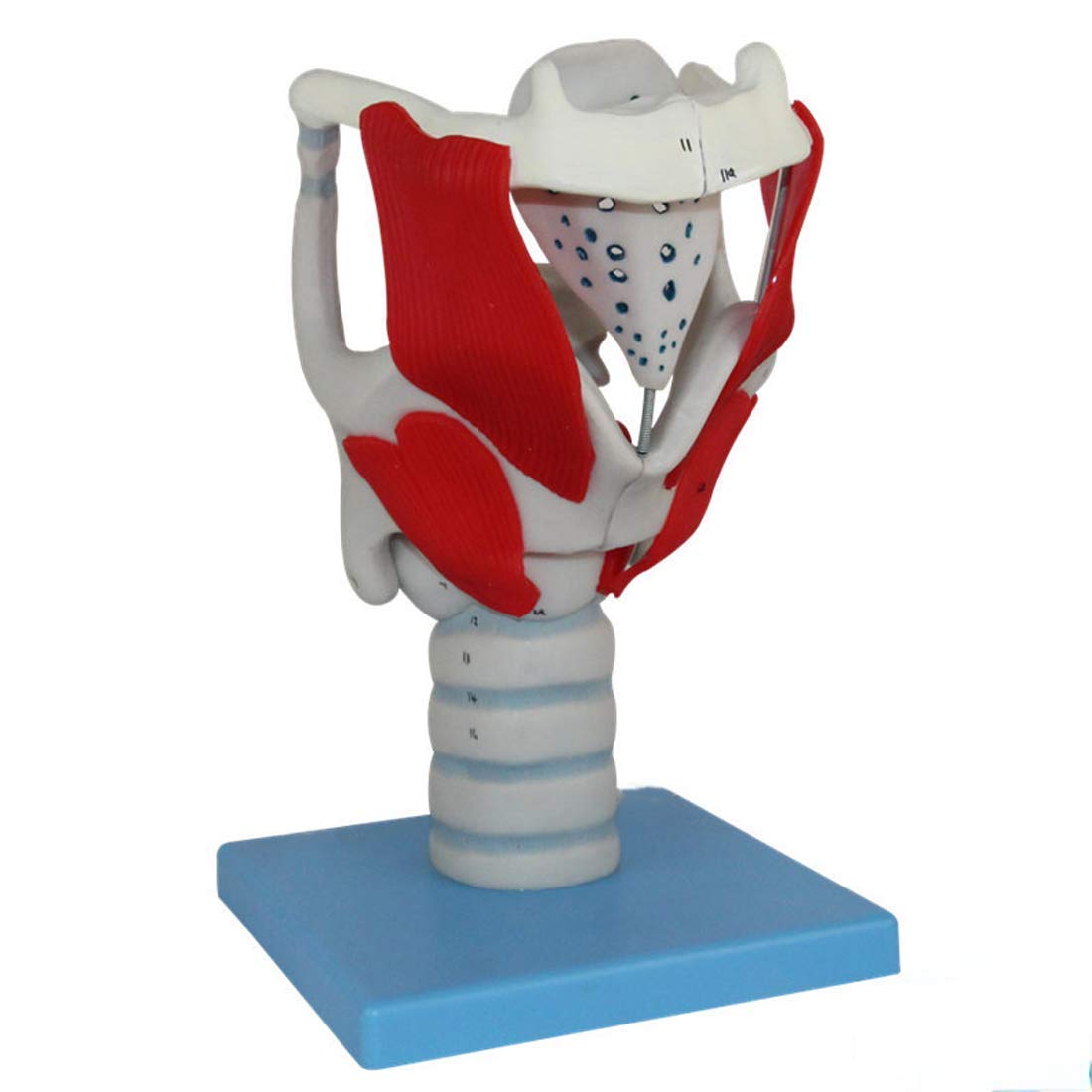 Buy Educational Model Human Anatomy Science Models Laryngeal Structure ...