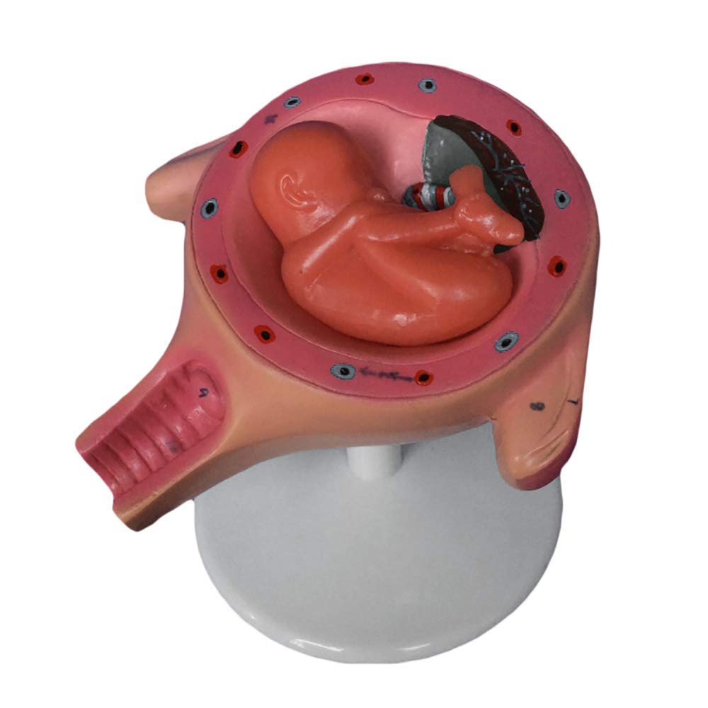 Buy XYXZ Anatomy Models Embryo Model Fetus Model - Human Pregnancy ...