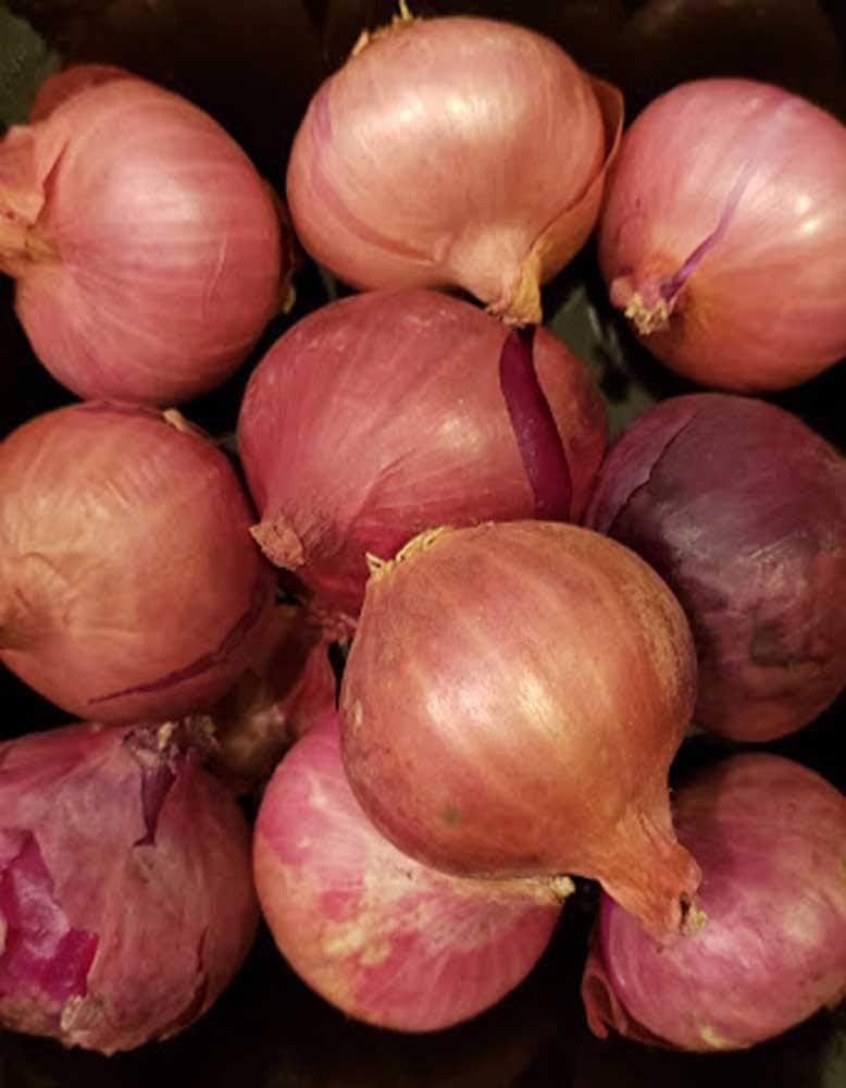 Amazon.com : RED Shallot Set (1 lb Bag ) No GMO Heirloom Bulb, Plant ...