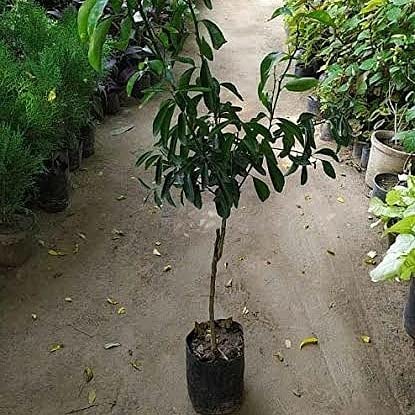 MAAN ORGANIC FARMS kinnow fruit plant grafted 2-3 ft : Amazon.in ...