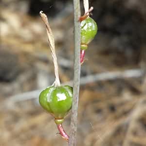 Amazon.com : Chlorogalum grandiflorum Hoover (Red Hills Soaproot ...