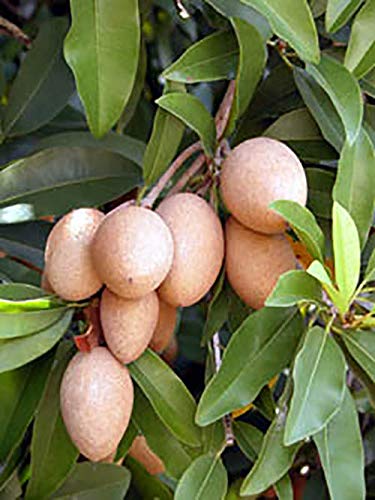Trothic Gardens 2 Grafted Sapota Fruit Live Plants : Amazon.in: Garden ...