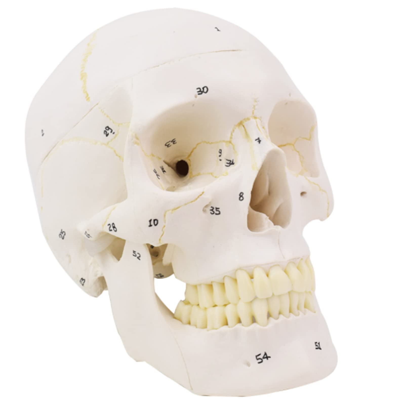 Buy XHLLX Classic Human Skull Model Life Size Medical Quality Sutures ...