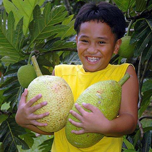 Creative Farmer Live Exotic Veg Plant Breadfruit Artocarpus Altilis ...