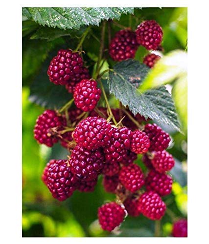 Guruji Plantation Shahtoot Toot Morus Mulberry Tuti Moratti Mulberi ...