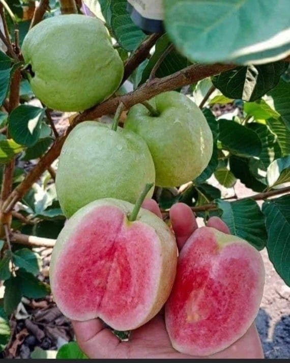 GreenWorld Special All Time Red Diamond Guava Plant, Peyera, (King Of ...