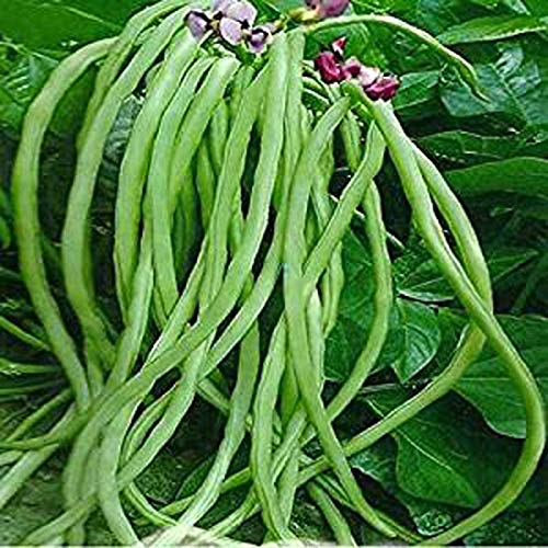 Seeds Point Rare F1 Hybrid" Green Cowpea" Long Bean Barbati Vegetable ...