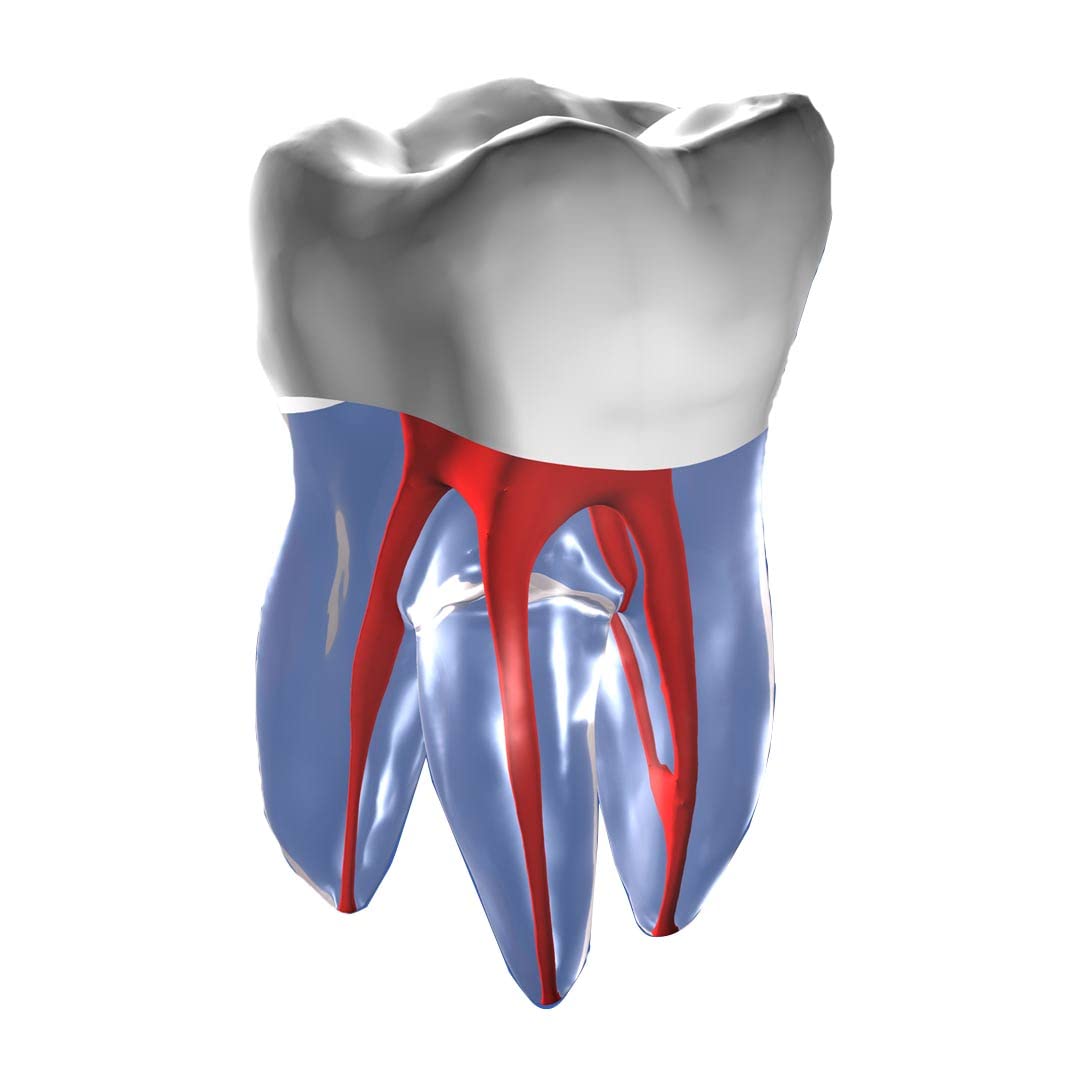 IDENTical Root Canal RCT Practice Tooth Model M8008 Amazon in identical-root-canal-rct-practice-tooth-model-m8008-amazon-in