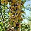 Pista Tree for Garden – Premium Live Pistachio Plant for Balcony ...
