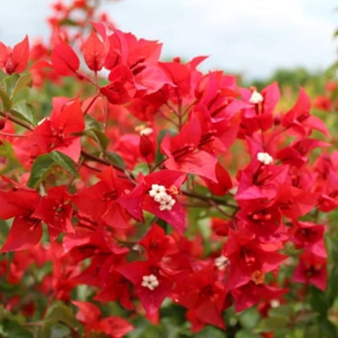 Guruji Plantation Red Colour Bougainvillea Kagoj Ful Shrubs Flower Live ...