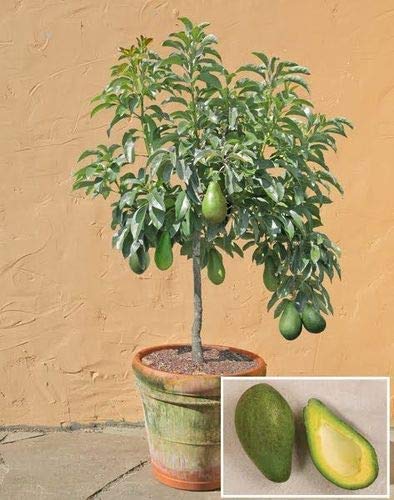 StarlineSuman Rare Avocado plant Fruit Super Tasty 1 Live Plant ...