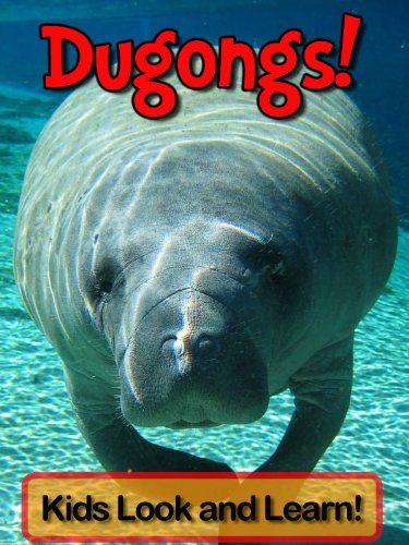 Dugongs! Learn About Dugongs and Enjoy Colorful Pictures - Look and ...