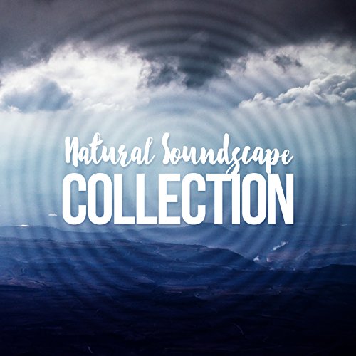 Amazon.com: Natural Soundscape Collection : Forest Soundscapes: Digital Music