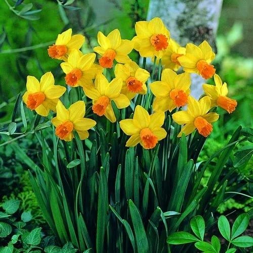 Nargis Multicolor Flower Bulbs For Summer Set of 5 Pc By Udanta Seeds ...