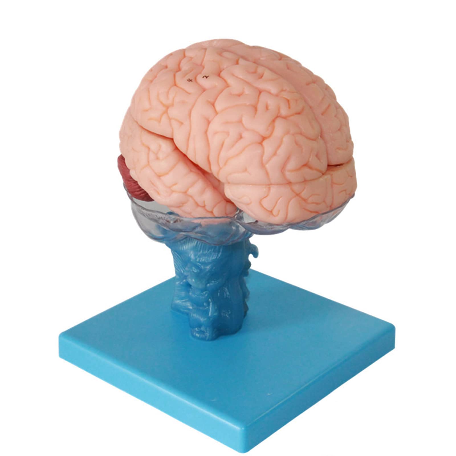 Human Brain Model Life Size Human Brain Anatomy Disassembled Medical ...