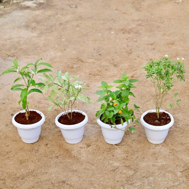 Set of 4 - Chandni Green, Chandni Variegated, Lantana & Chandi Dwarf ...