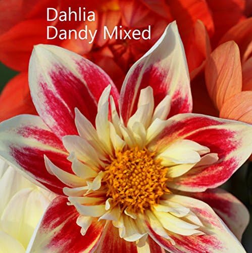 Dahlia Dandy Mixed Seeds. Dandy Dahlias : Amazon.co.uk: Garden