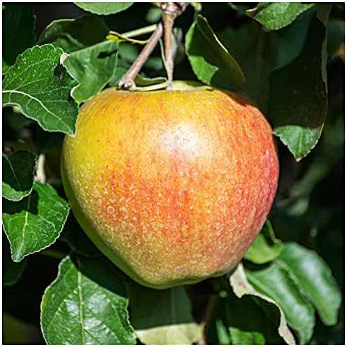 Conference Pear Tree 4-5 ft, Self-Fertile & Heavy Cropper, Ready to Fruit 3fatpigs® : Amazon.co ...