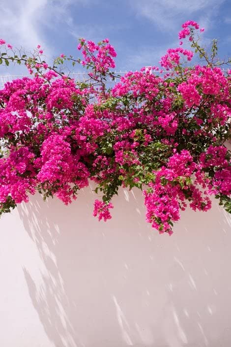 BONOBITHI Pink Bougainvillea Flower Plant Pink Kagoj Ful Bagan Bilas ...