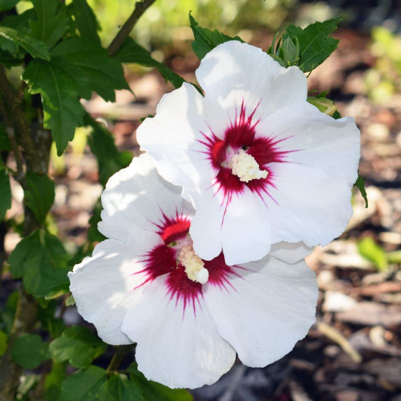Amazon.com : Set 2 White Rose of Sharon Plants Live, Hibiscus Syriacus ...