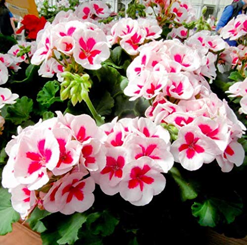 Geranium Seeds Scented Geranium Seeds Pelargonium Flower Seeds : Amazon ...
