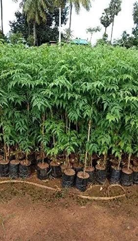 Heaven Of Saplings Neem Plant Hybrid (Pack Of 1) MQ-917 : Amazon.in ...
