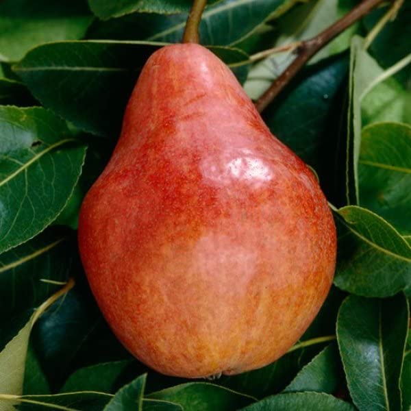 M-Tech Gardens Rare Hybrid Pear " Red Williams " Exotic 20 Fruit Seeds ...