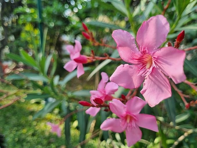 PINK OLEANDER/KANER/KOROBI FLOWER LIVE PLANT For Home/Terrace/Balcony ...