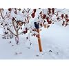 Amazon.com : Kalinar Tree Crutch - DIY Tree Support Device - Save Fruit ...