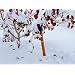 Amazon.com : Kalinar Tree Crutch - DIY Tree Support Device - Save Fruit ...