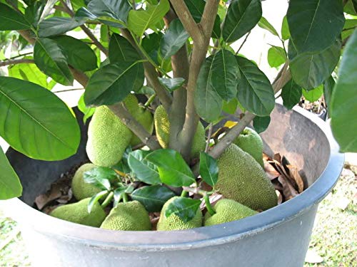 Arlo Rare Mini Jack fruit " Cheena " Super Tasty Grafted Jackfruit 1 ...