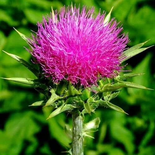 Amazon.com : FUN AND GROW SEEDS: Seeds Milk Thistle Purple Blessed Non ...