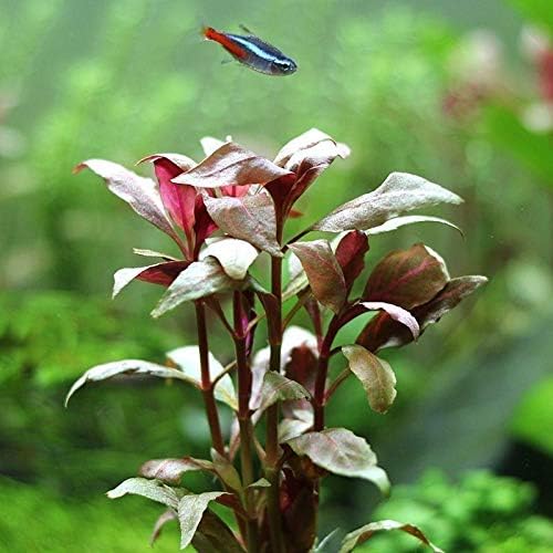 Amazon.com: Mainam Scarlet Temple | Alternanthera Reineckii Telanthera ...