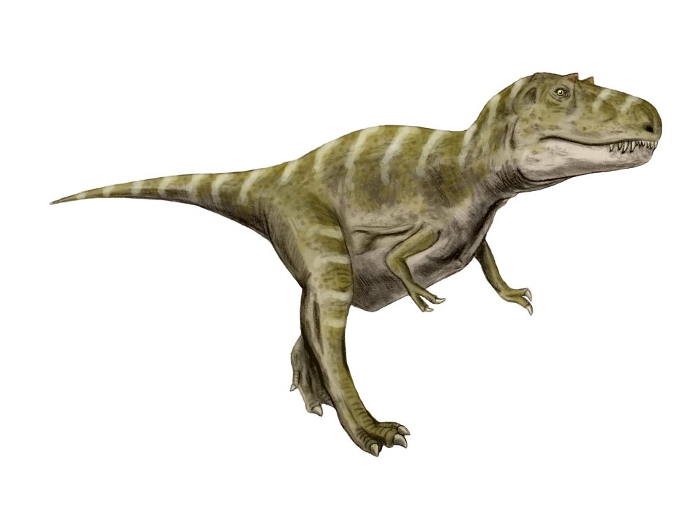 Gorgosaurus Größe