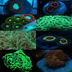 Amazon.com : Beginner Mixed Coral Pack 10 Frags - Live Saltwater ...