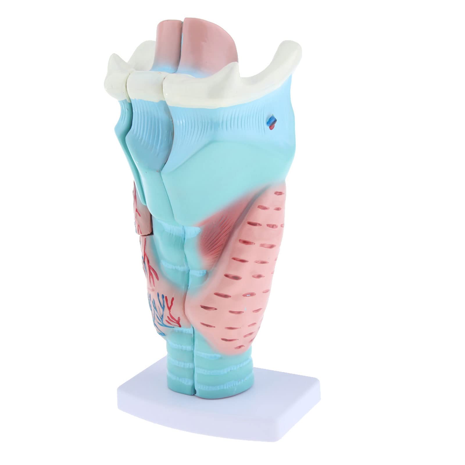 Buy Magnified Human Larynx Anatomical Model Anatomy Throat Model for ...