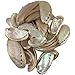 Amazon.com: Heyiwell 4OZ White Pearl Donkey Ear Abalone Shells for DIY ...